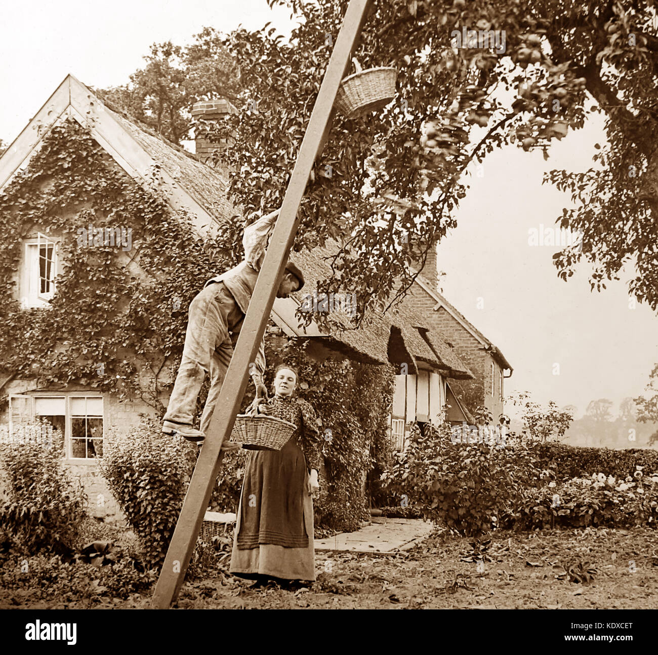Apple picking, Victorian period Stock Photo - Alamy