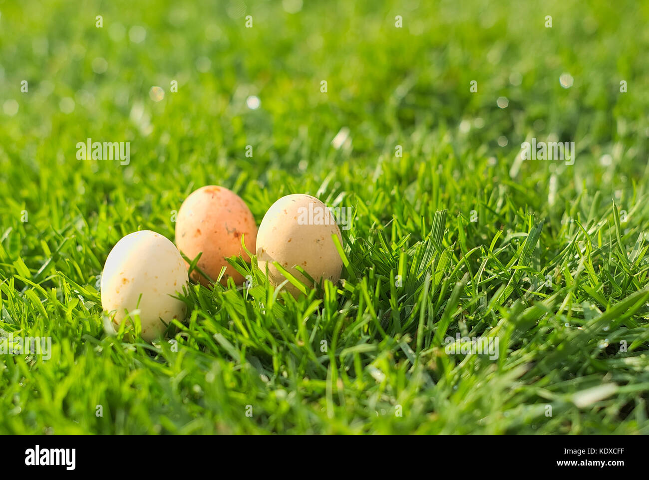 Seasonal symbol hi-res stock photography and images - Alamy
