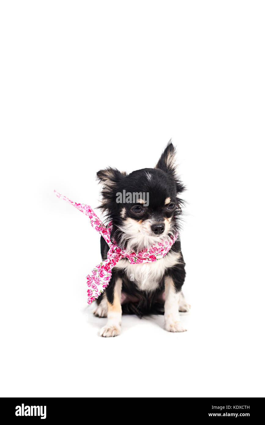 Chivava hi-res stock photography and images - Alamy