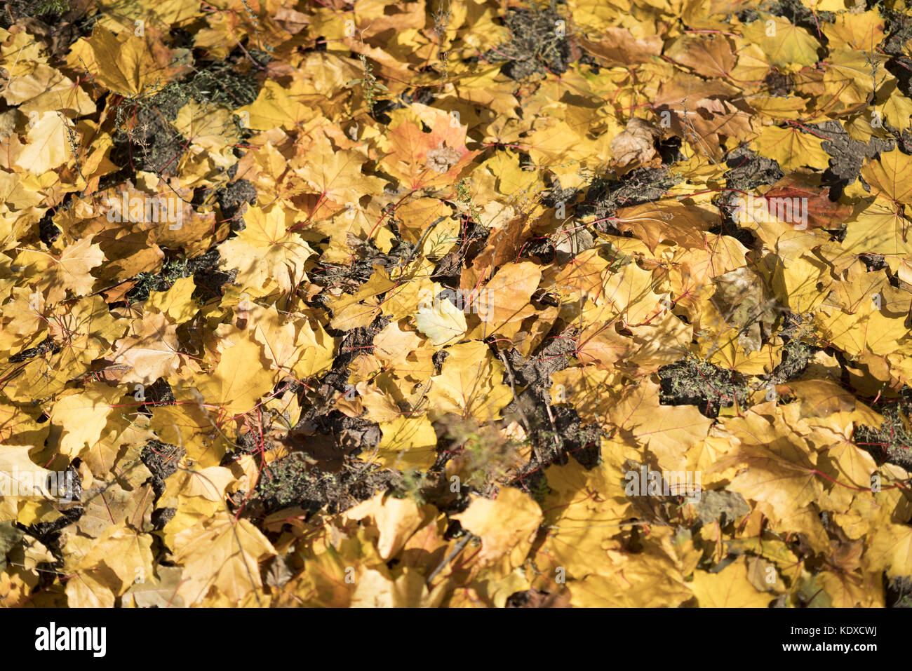 Background of colorful autumn leaves on forest floor Stock Photo - Alamy