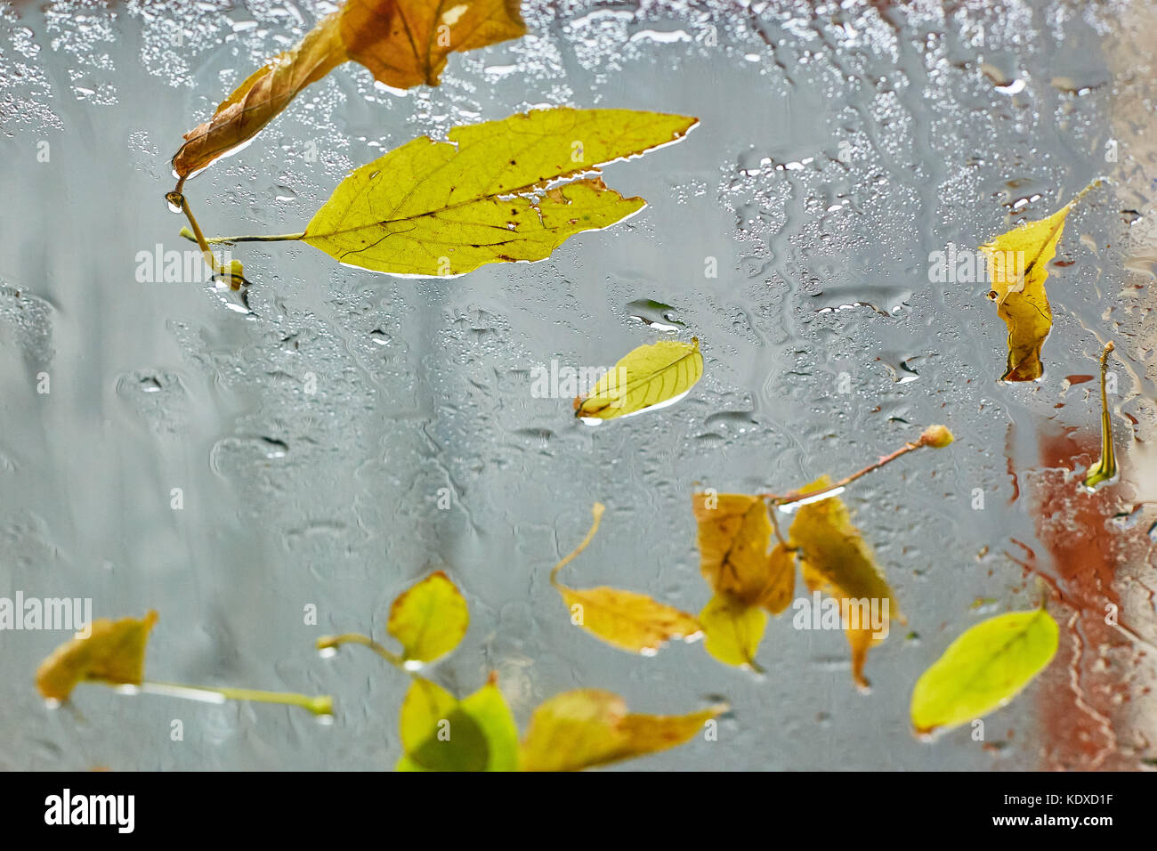 View of the colors of autumn, leaves through the window glass covered ...