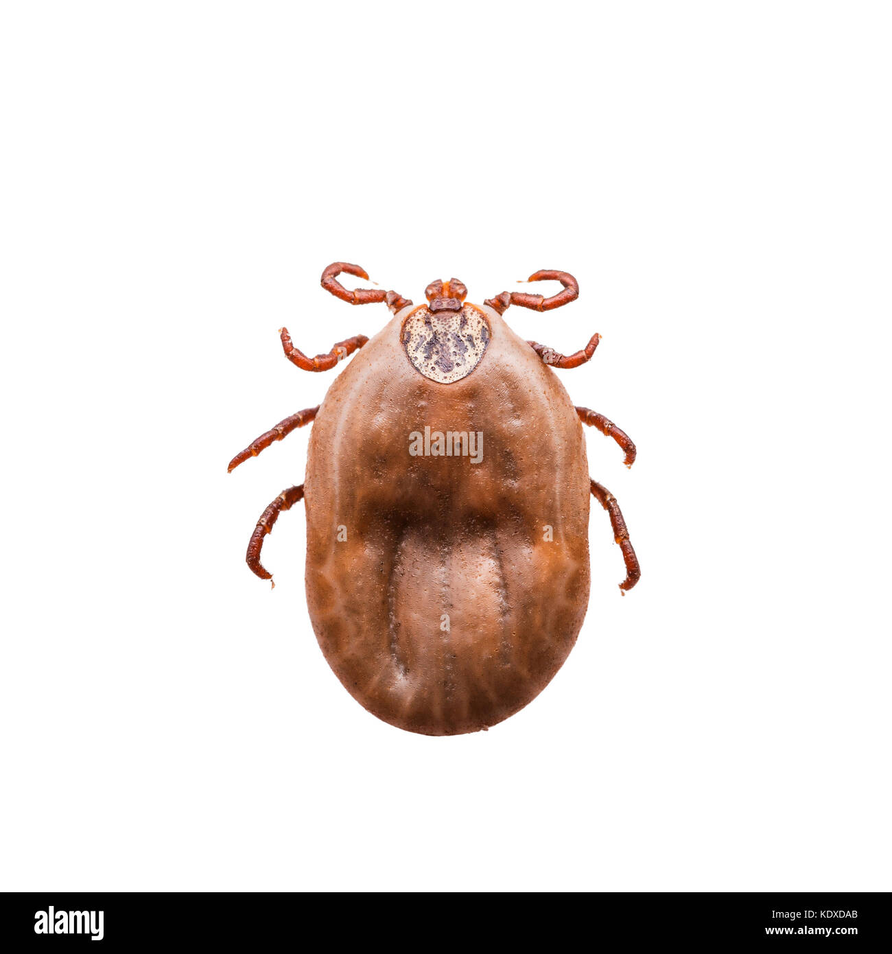 Tick bug hi-res stock photography and images - Alamy