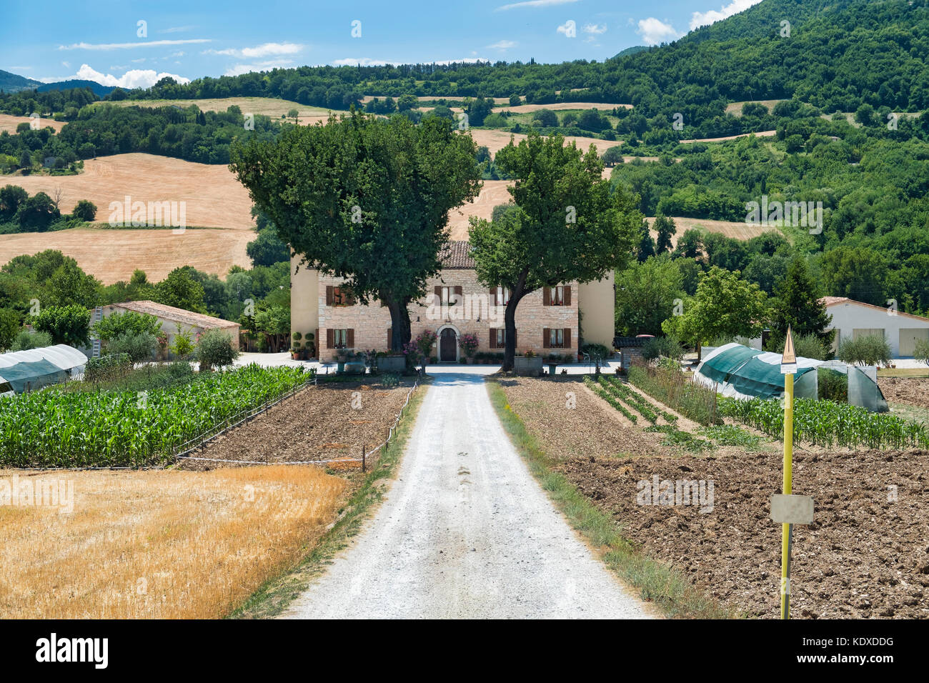 Rural landscape at summer along the road from Urbino to Fossombrone ...