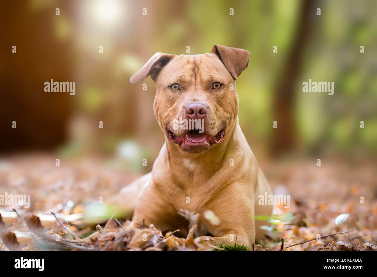 Autumn portrait of yellow terrier dog Stock Photo - Alamy