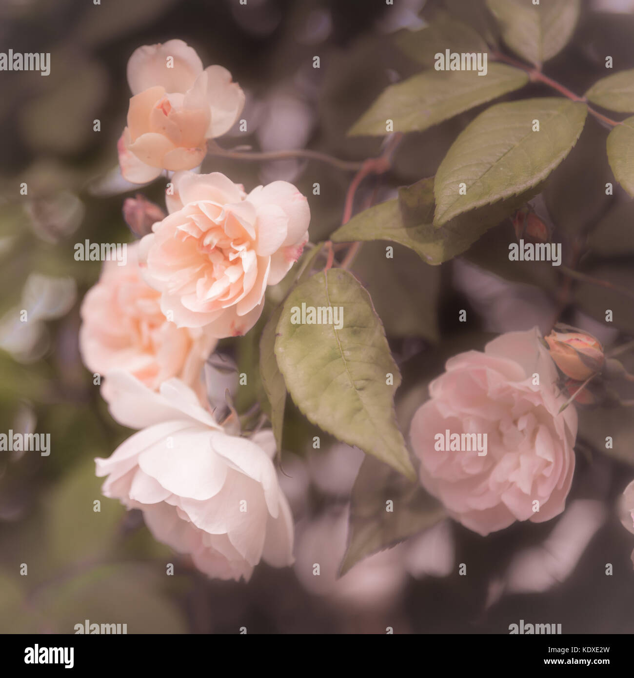 Soft pink roses on dark background vintage look Stock Photo - Alamy