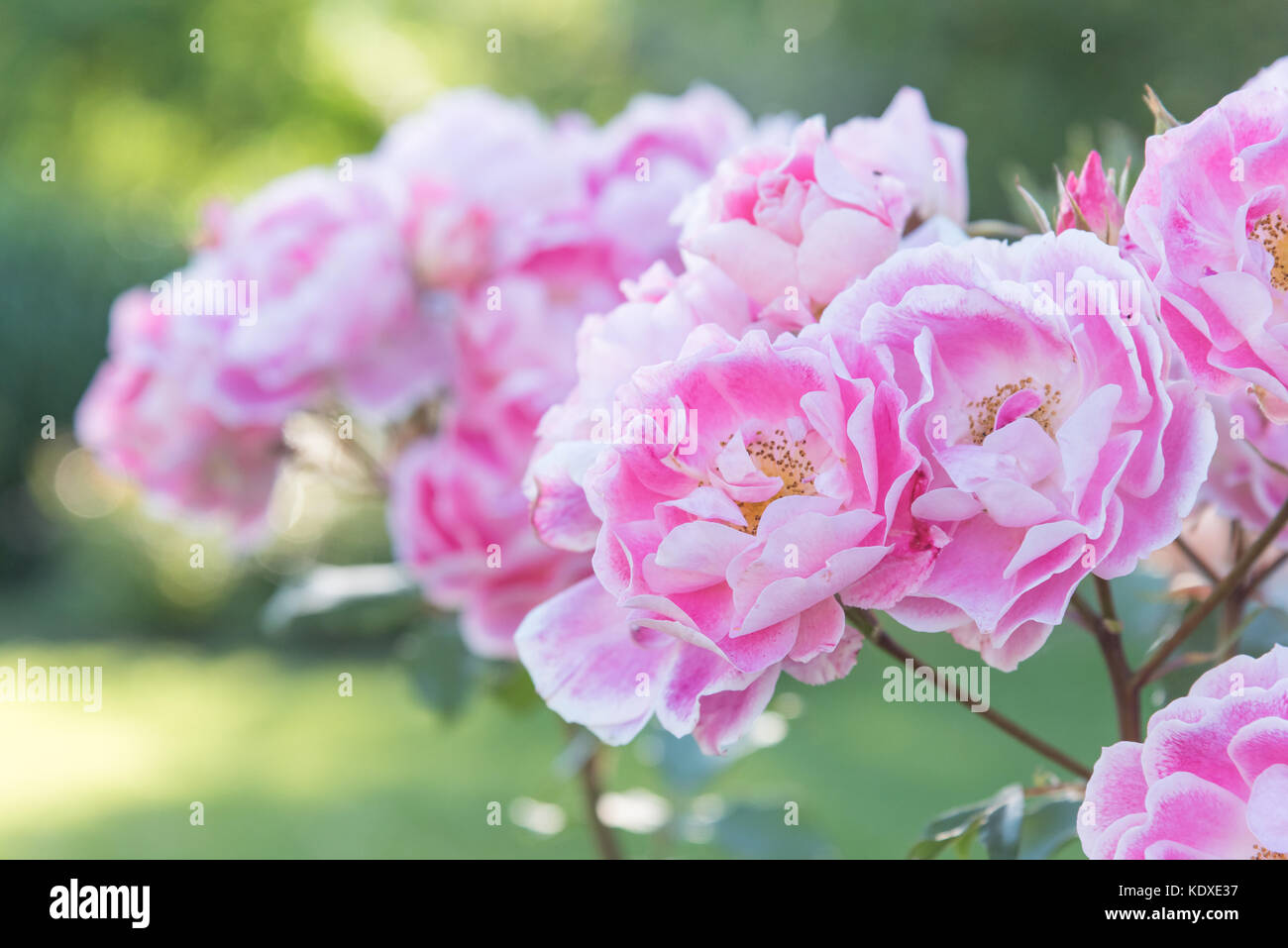 Bicolor Pink and White Roses in Bloom with green background Stock Photo ...