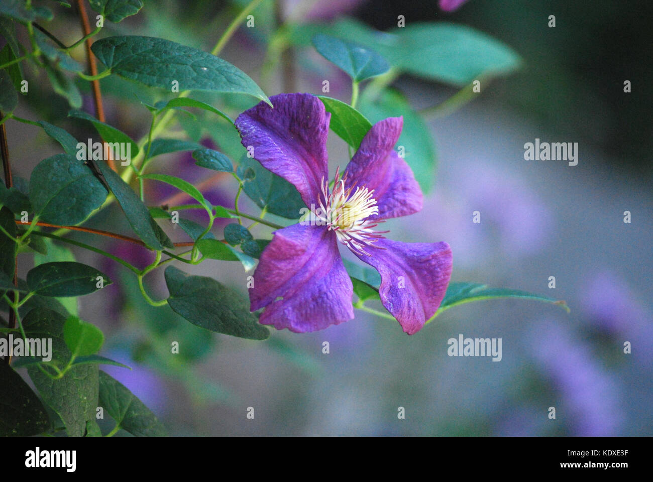 Clematis vine hi-res stock photography and images - Alamy