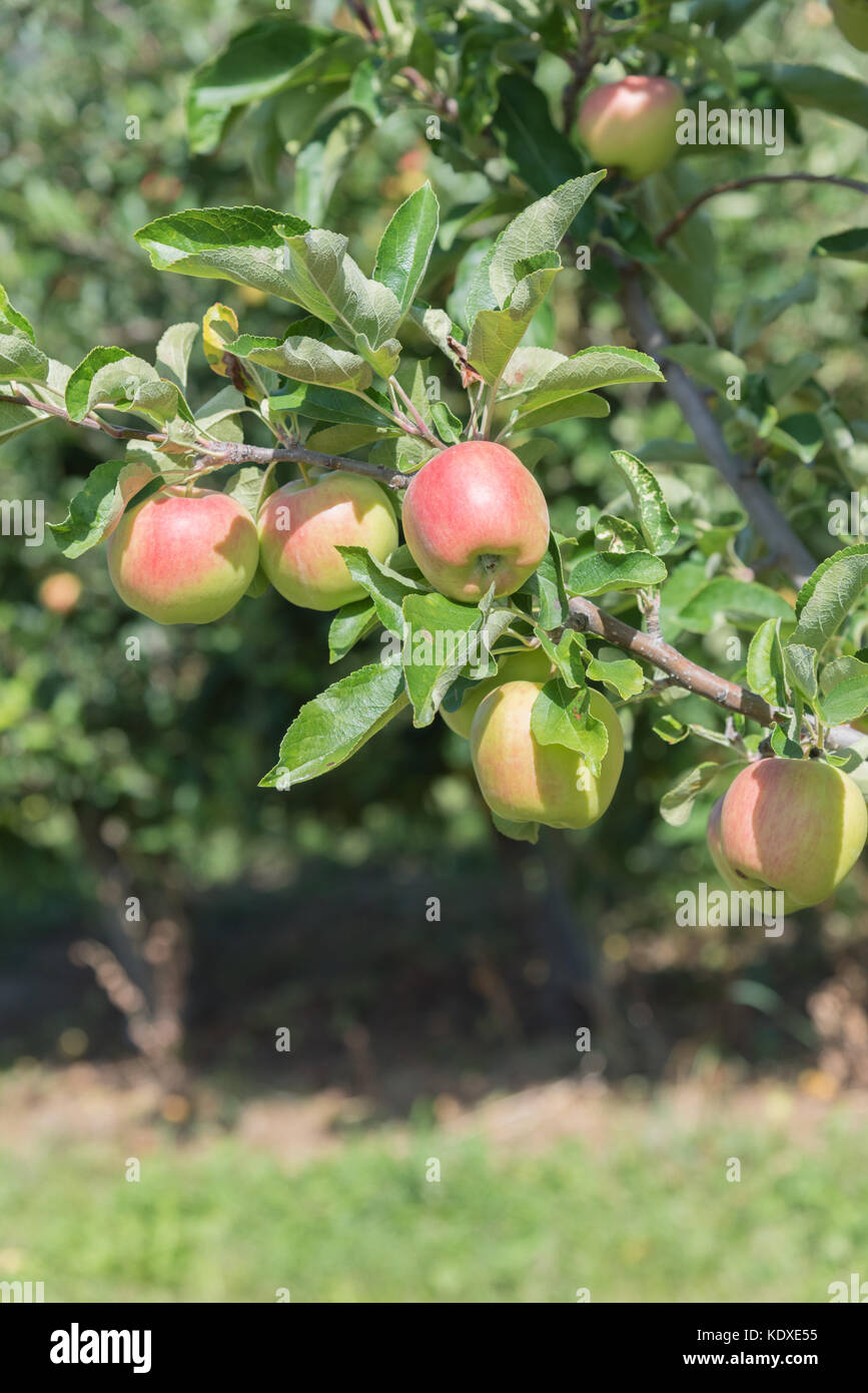 Apple tree branch with red and yellow apples in summer Stock Photo - Alamy