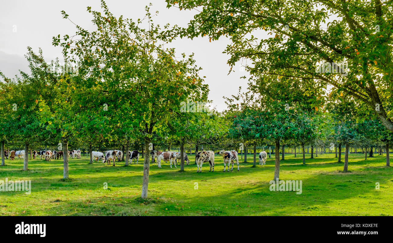 Norman cow hi-res stock photography and images - Alamy