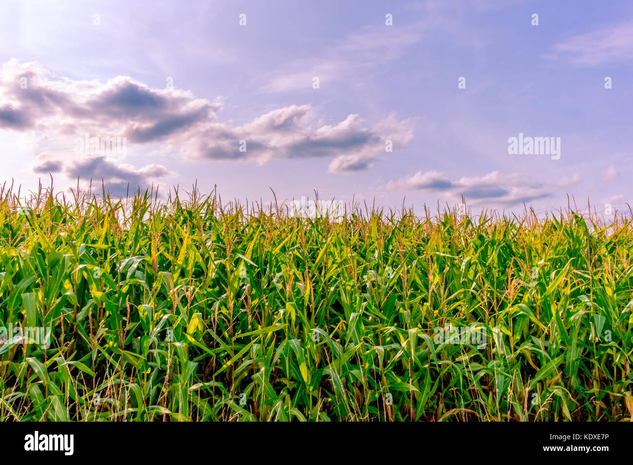 Maize field hi-res stock photography and images - Alamy