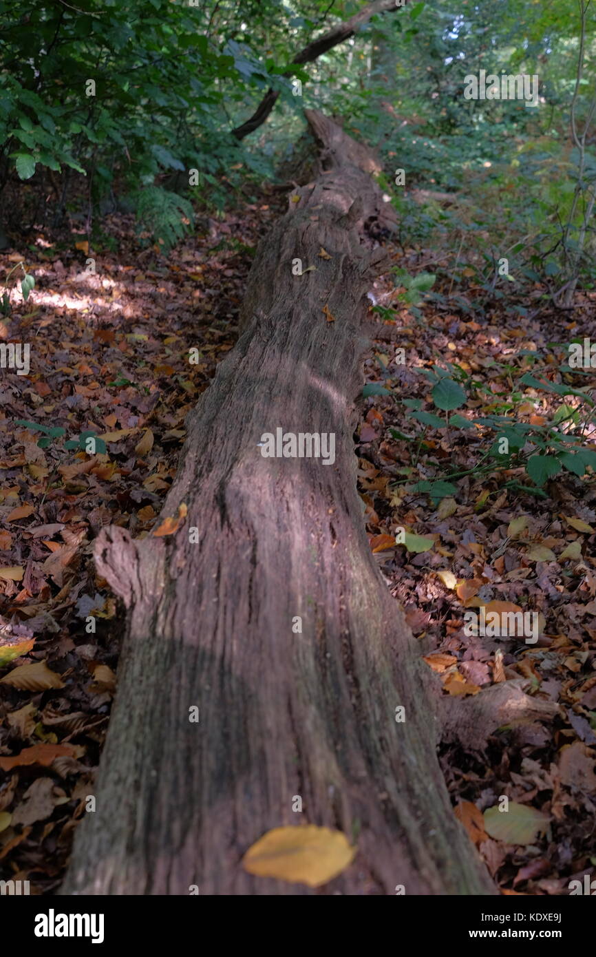 fallen tree in the forest Stock Photo - Alamy