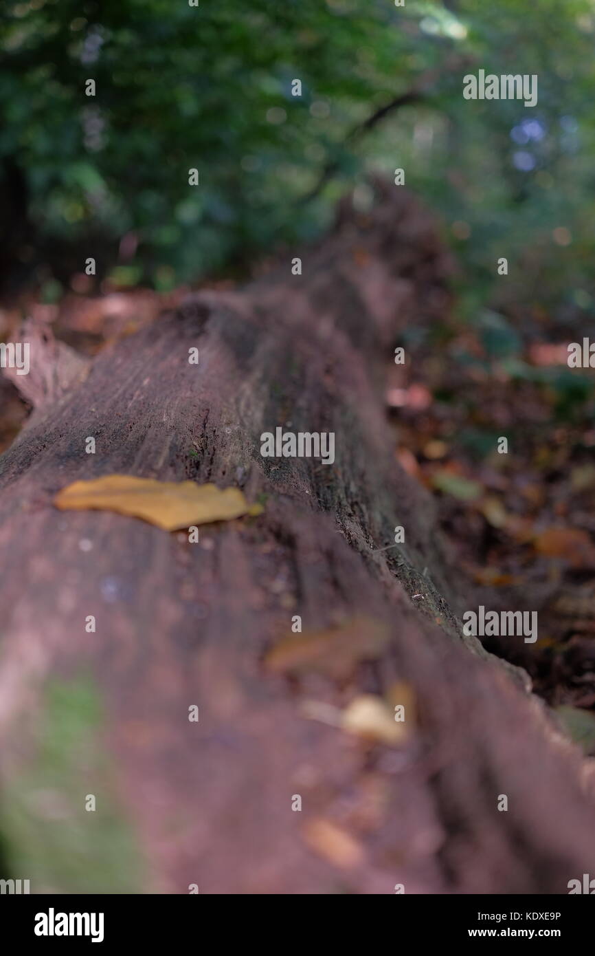 fallen tree in the forest Stock Photo - Alamy