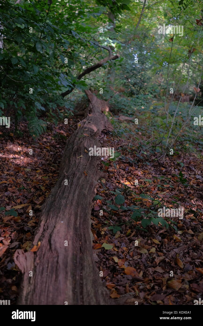 fallen tree in the forest Stock Photo - Alamy