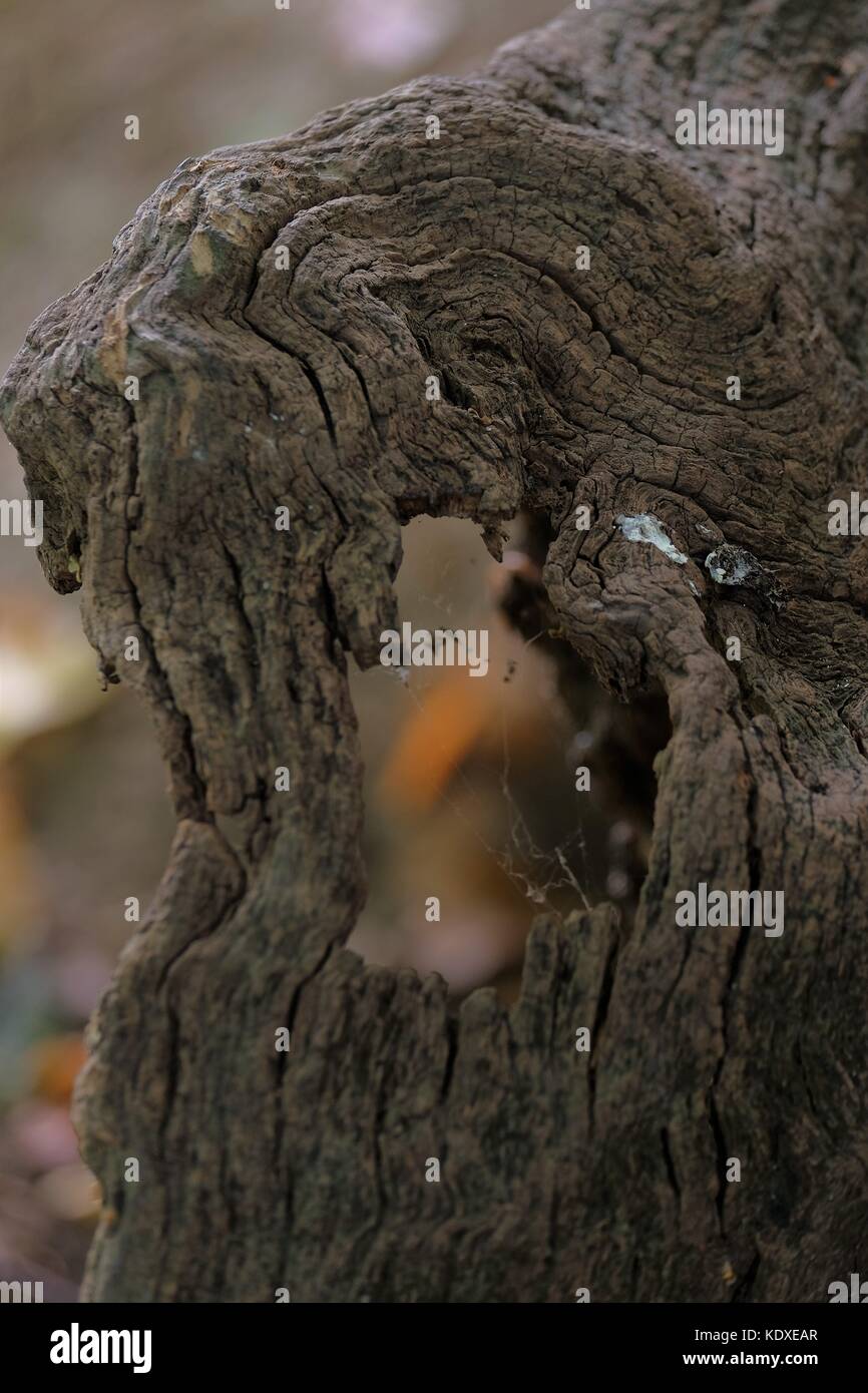 fallen tree with abstract shapes beautiful on forest floor Stock Photo ...