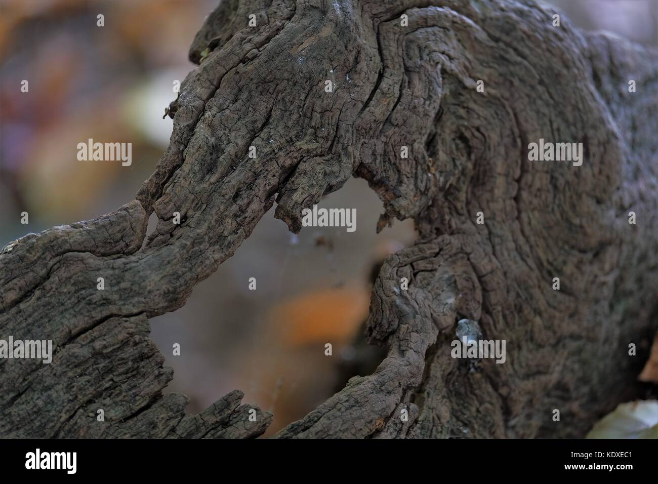 Curly spiders hi-res stock photography and images - Alamy