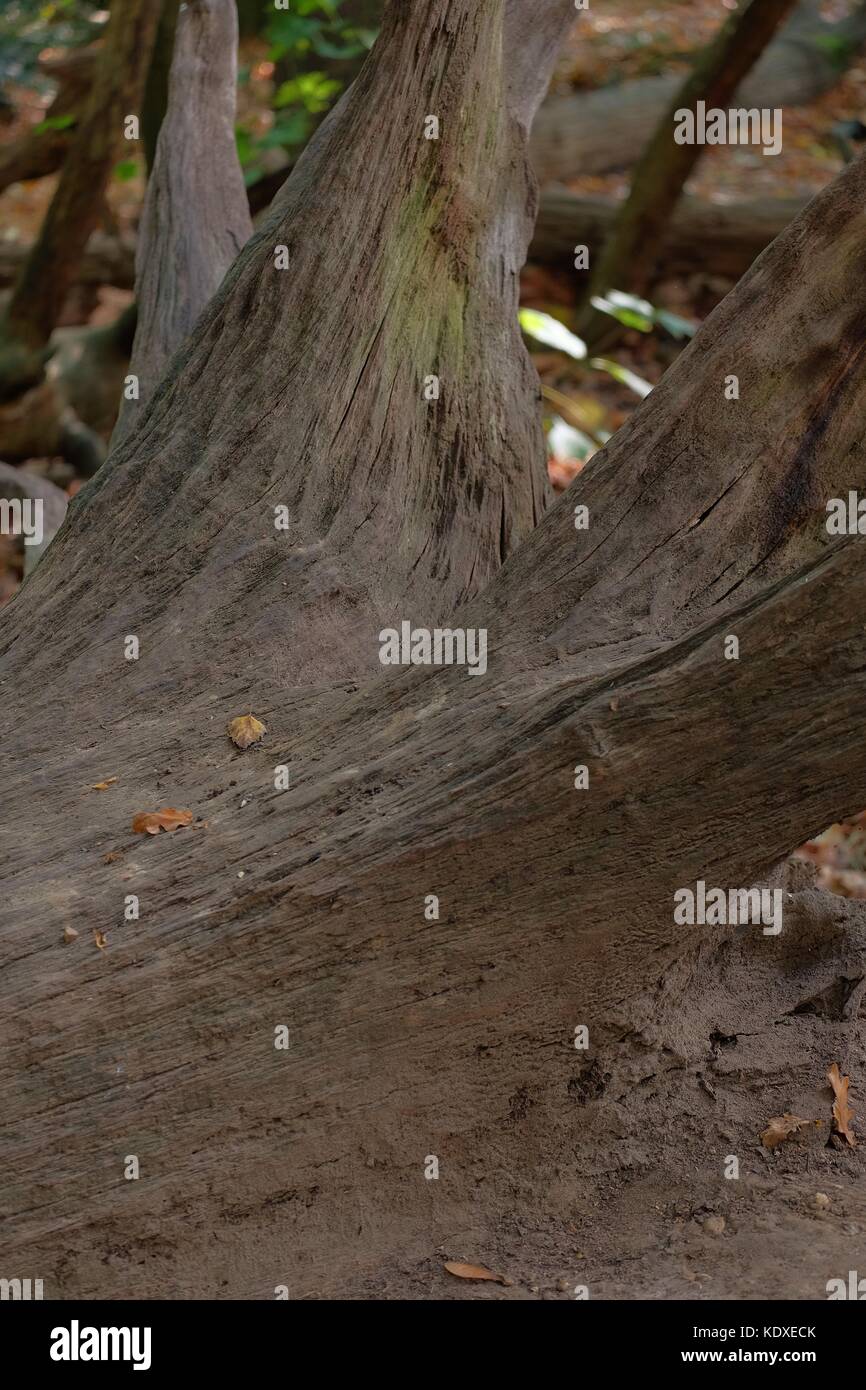 fallen tree with abstract shapes beautiful on forest floor Stock Photo ...