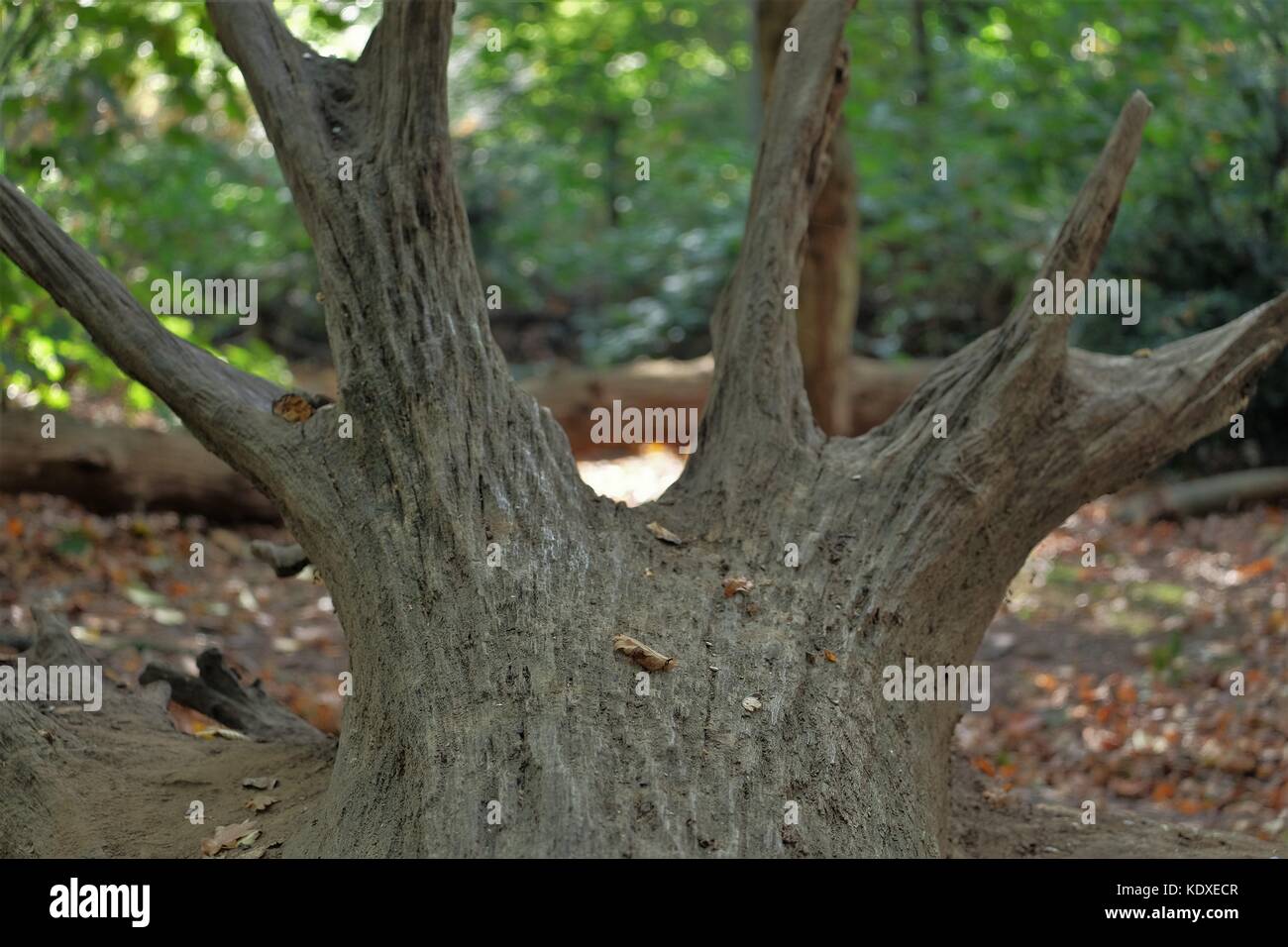 fallen tree with abstract shapes beautiful on forest floor Stock Photo ...