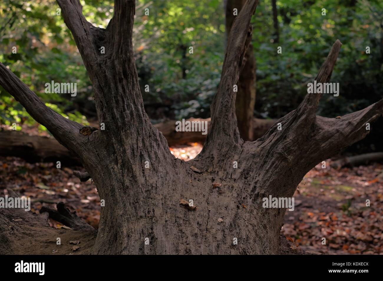 fallen tree with abstract shapes beautiful on forest floor Stock Photo ...