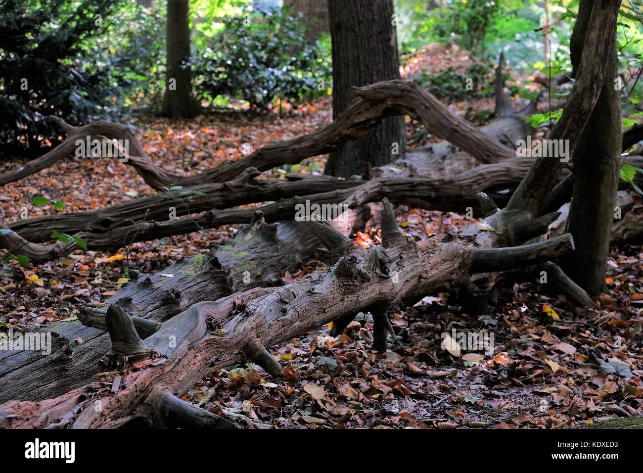 fallen tree with abstract shapes beautiful on forest floor Stock Photo ...