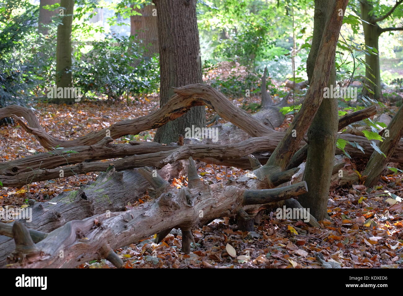fallen tree in the forest Stock Photo - Alamy