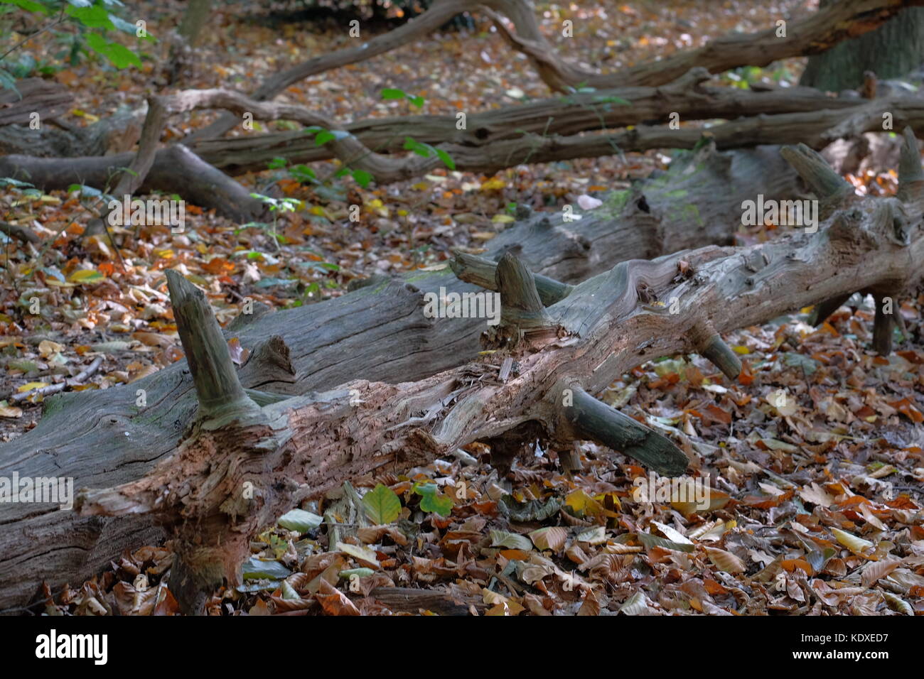 fallen tree with abstract shapes beautiful on forest floor Stock Photo ...
