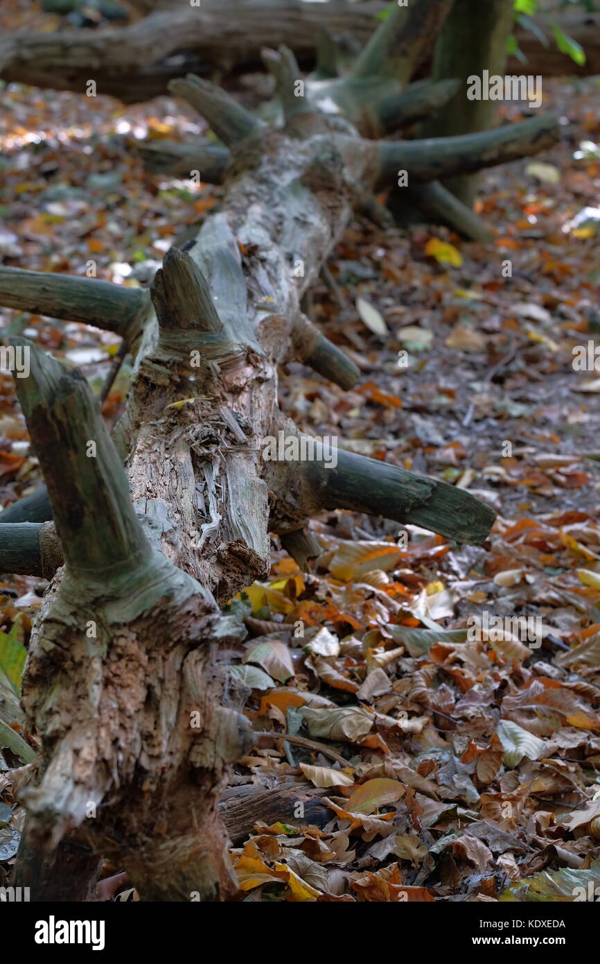 fallen tree with abstract shapes beautiful on forest floor Stock Photo ...