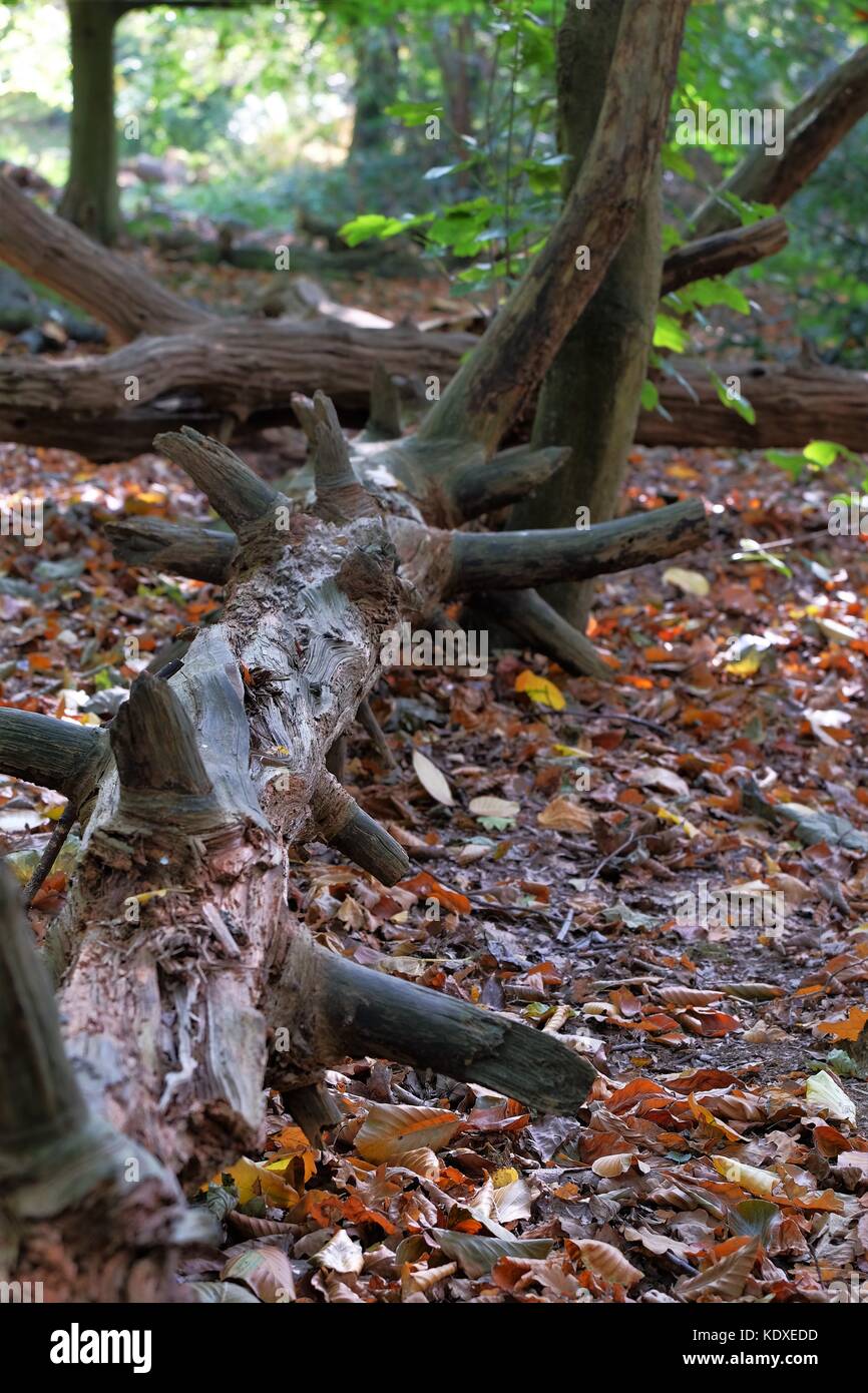 fallen tree with abstract shapes beautiful on forest floor Stock Photo ...