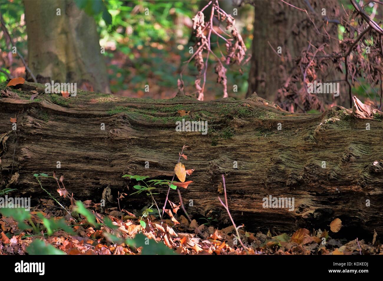 fallen tree with abstract shapes beautiful on forest floor Stock Photo ...