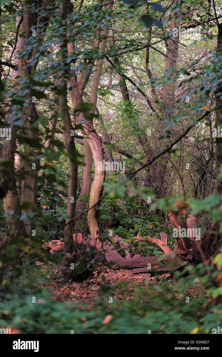 forest floor path through the woodland Stock Photo - Alamy
