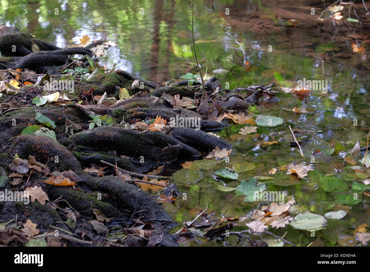 tree roots in reflected in the river Stock Photo - Alamy