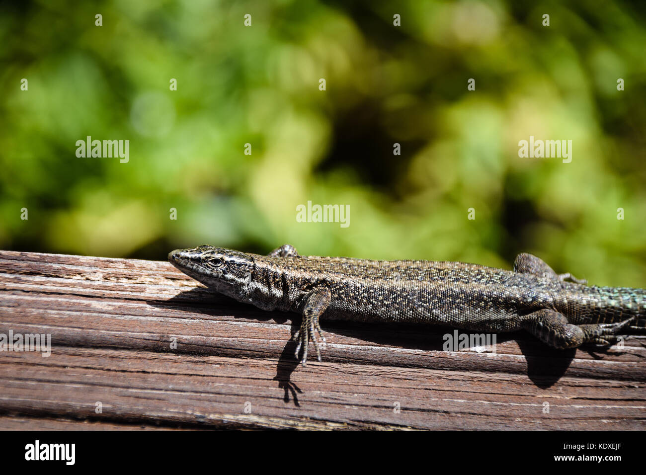 Pitiusa hi-res stock photography and images - Alamy