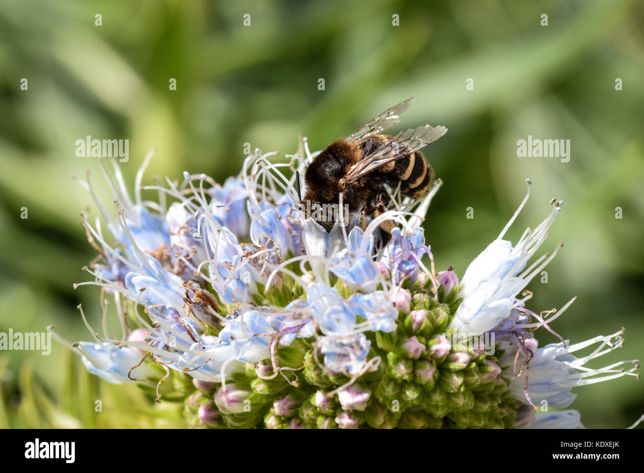 Banded bee collecting pollen from a purple blue Echium Candicans flower ...