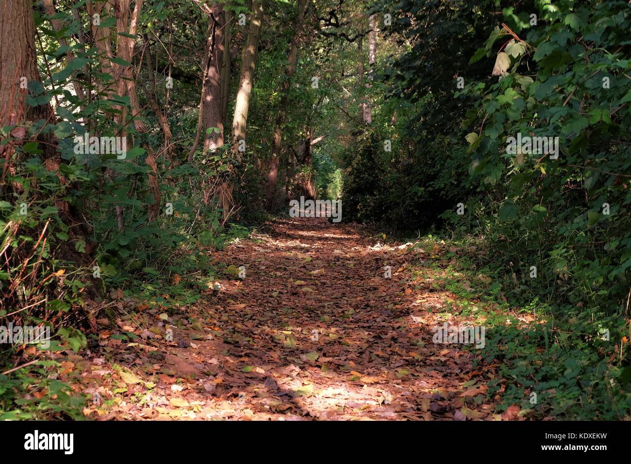 path through the woods in autumn Stock Photo - Alamy