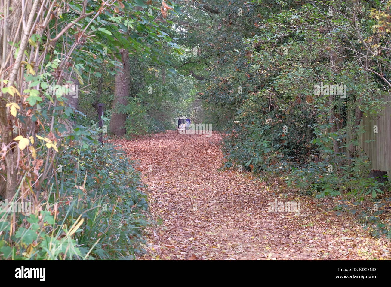 path through the woods in autumn Stock Photo - Alamy
