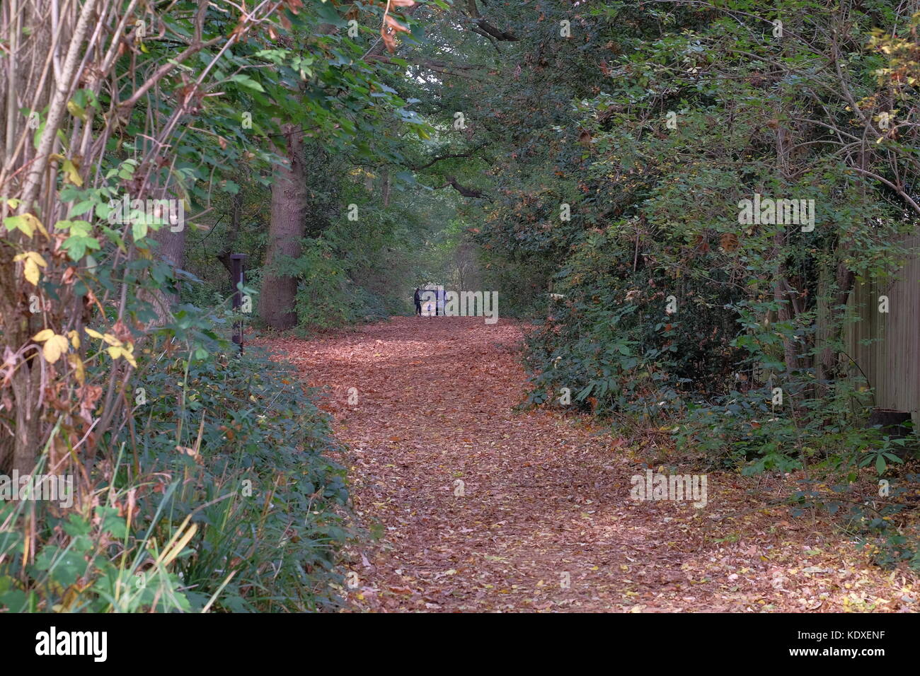 path through the woods in autumn Stock Photo - Alamy