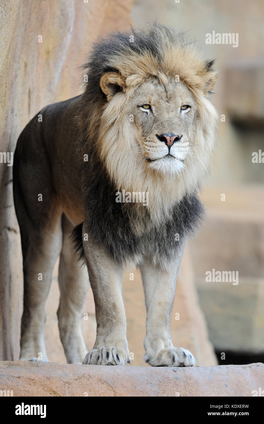 Male African lion (Panthera leo) at the Brookfield Zoo in Brookfield ...