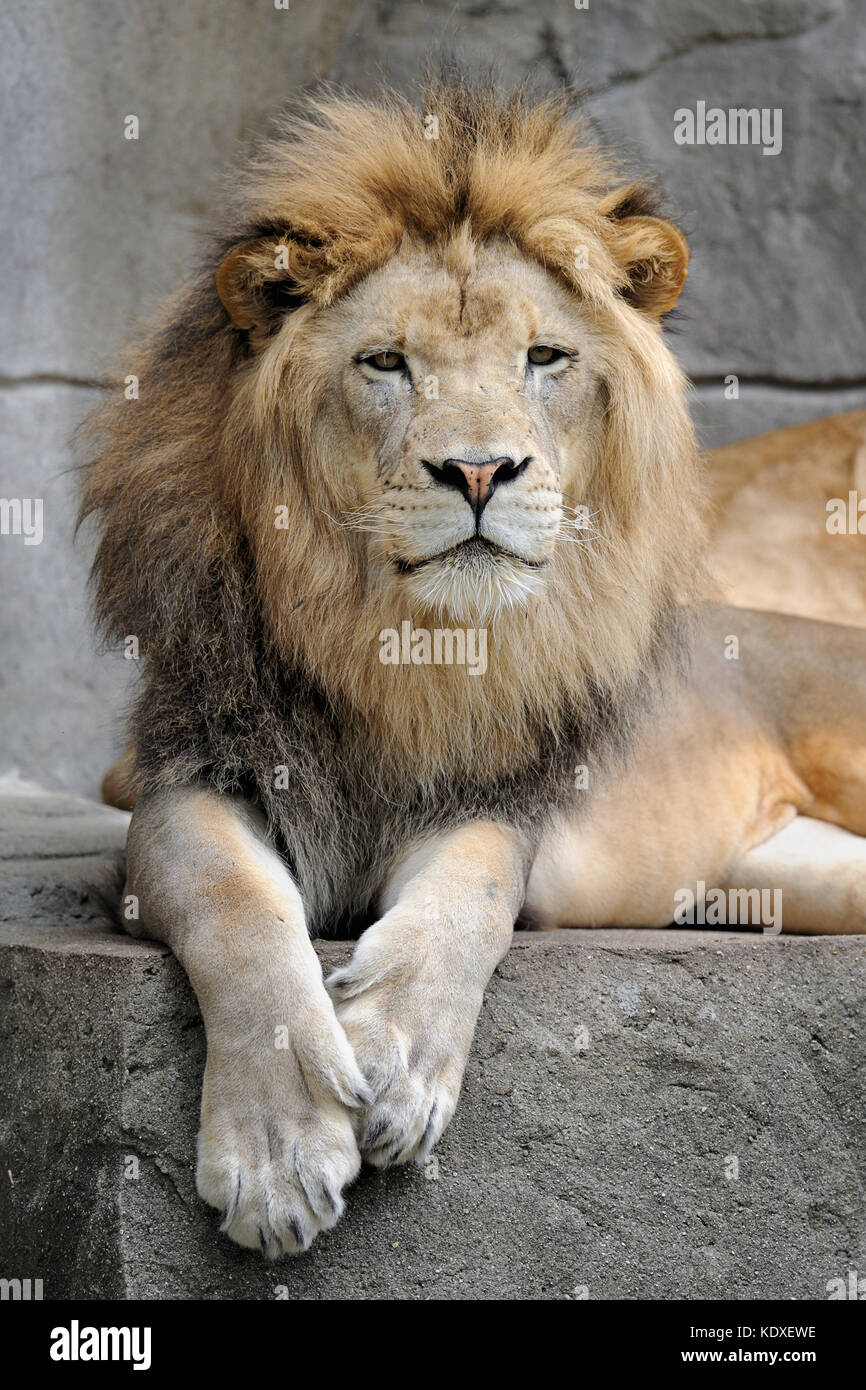 African lion (Panthera leo) portrait Stock Photo - Alamy