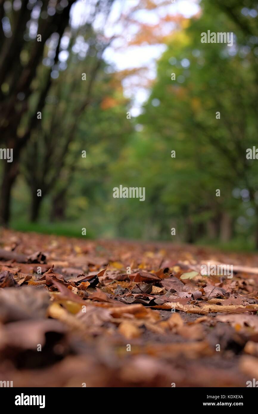 path through the woods in autumn Stock Photo - Alamy