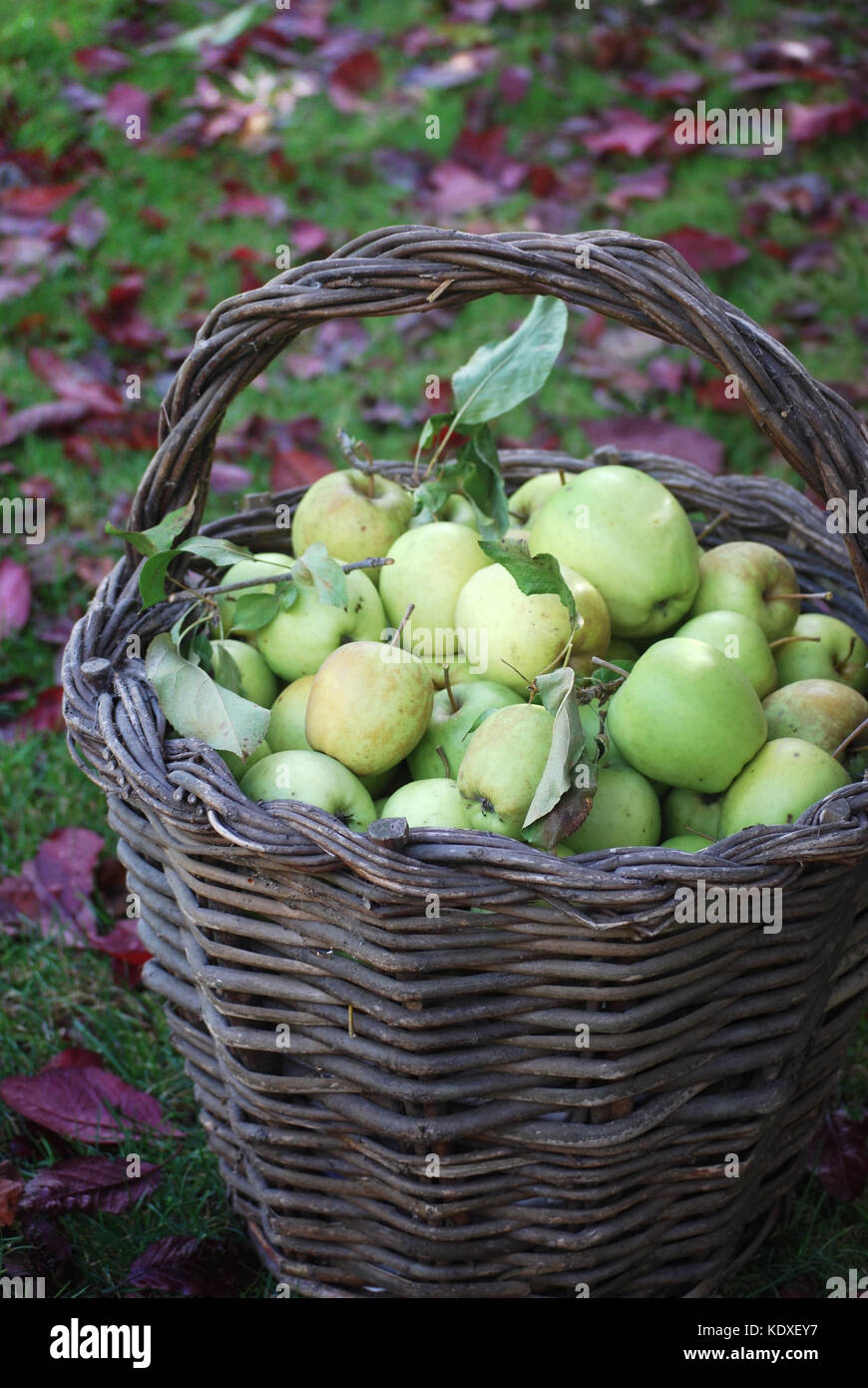 Basket filled with freshly picked Apples Stock Photo - Alamy