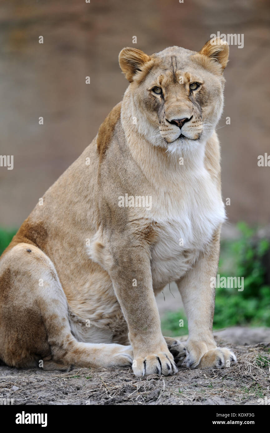 Female african lion panthera leo hi-res stock photography and images ...