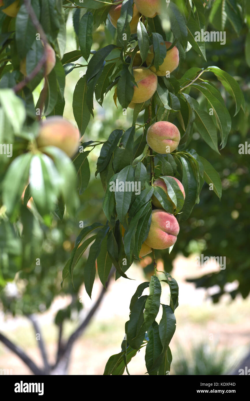 Peaches growing in an Orchard Stock Photo - Alamy