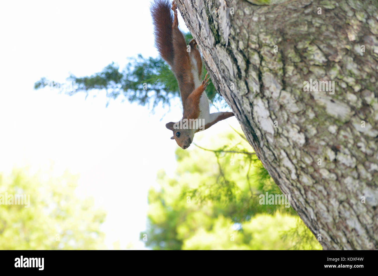 Squirrel running down tree trunk hi-res stock photography and images ...
