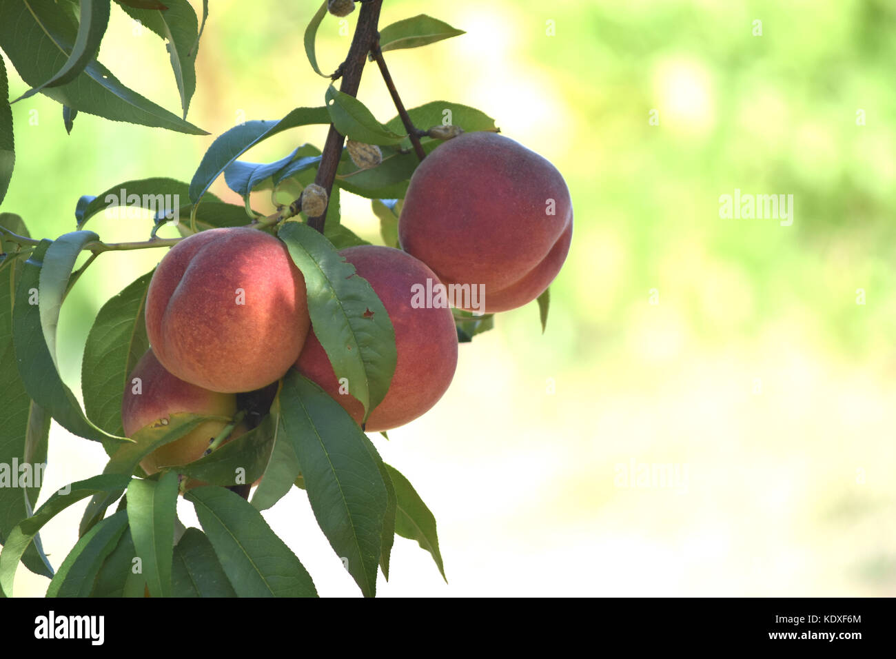 Peaches growing in an Orchard Stock Photo - Alamy