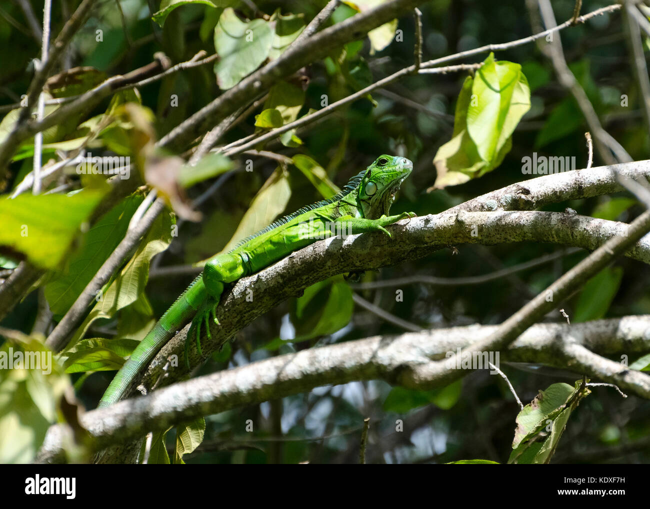 Green Iguana on a branch in the Northern Range Trinidad Stock Photo - Alamy