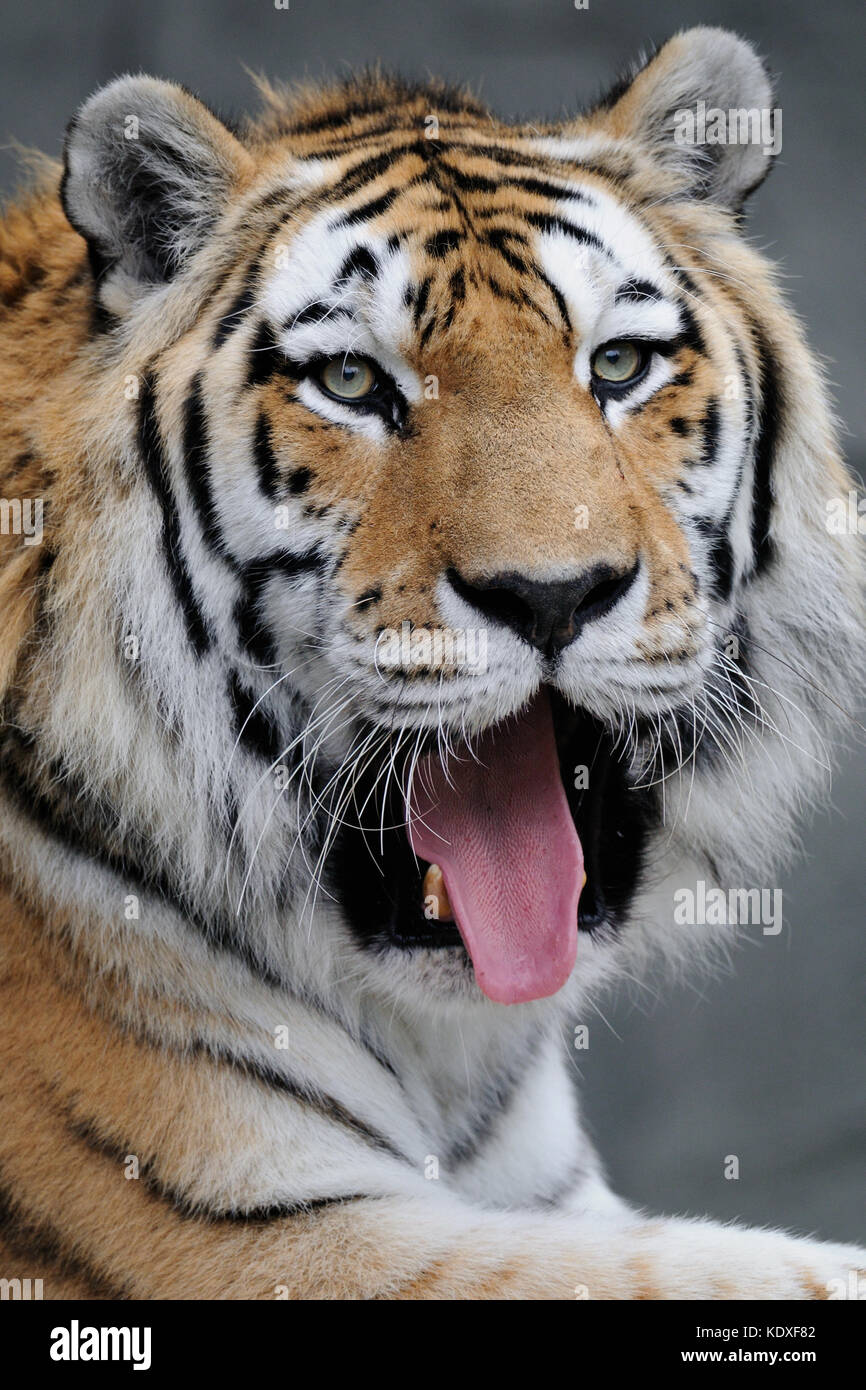 Amur tiger (Panthera tigris altaica) laying on ledge Stock Photo - Alamy