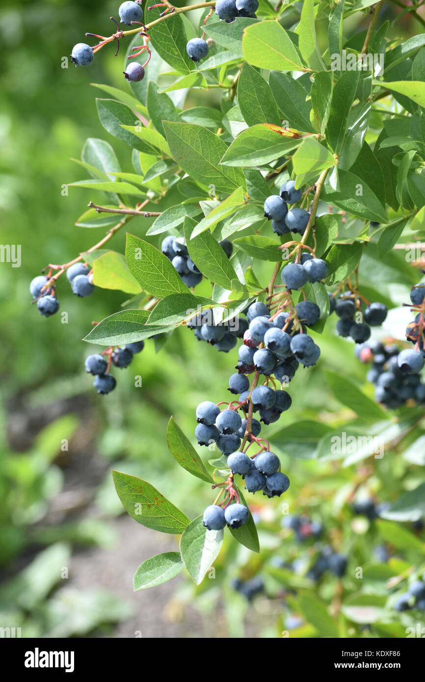 Blueberries growing on a farm in Washington State, USA Stock Photo - Alamy