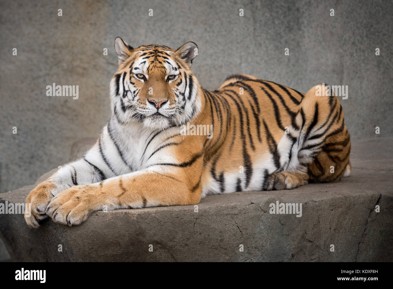 Amur tiger (Panthera tigris altaica) laying on ledge Stock Photo - Alamy