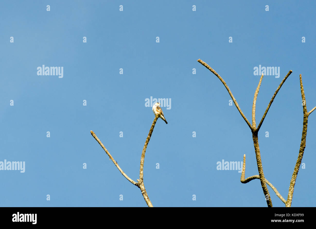Pearl Kite - Gampsonyx swainsonii - the smallest raptor in the Americas ...