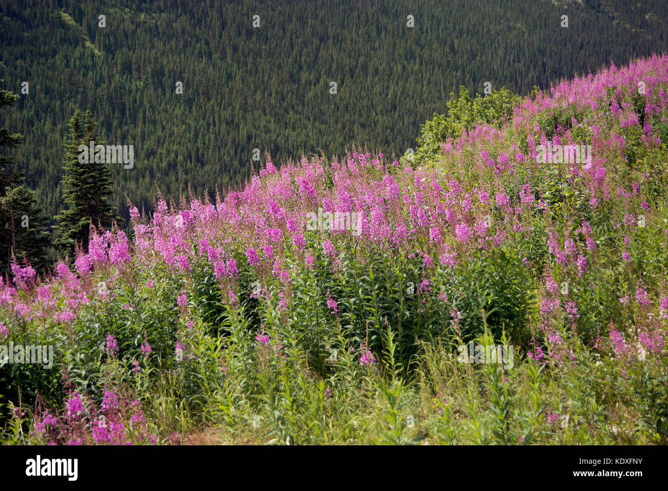 Alaskan landscape with pink fireweed flowers Stock Photo - Alamy