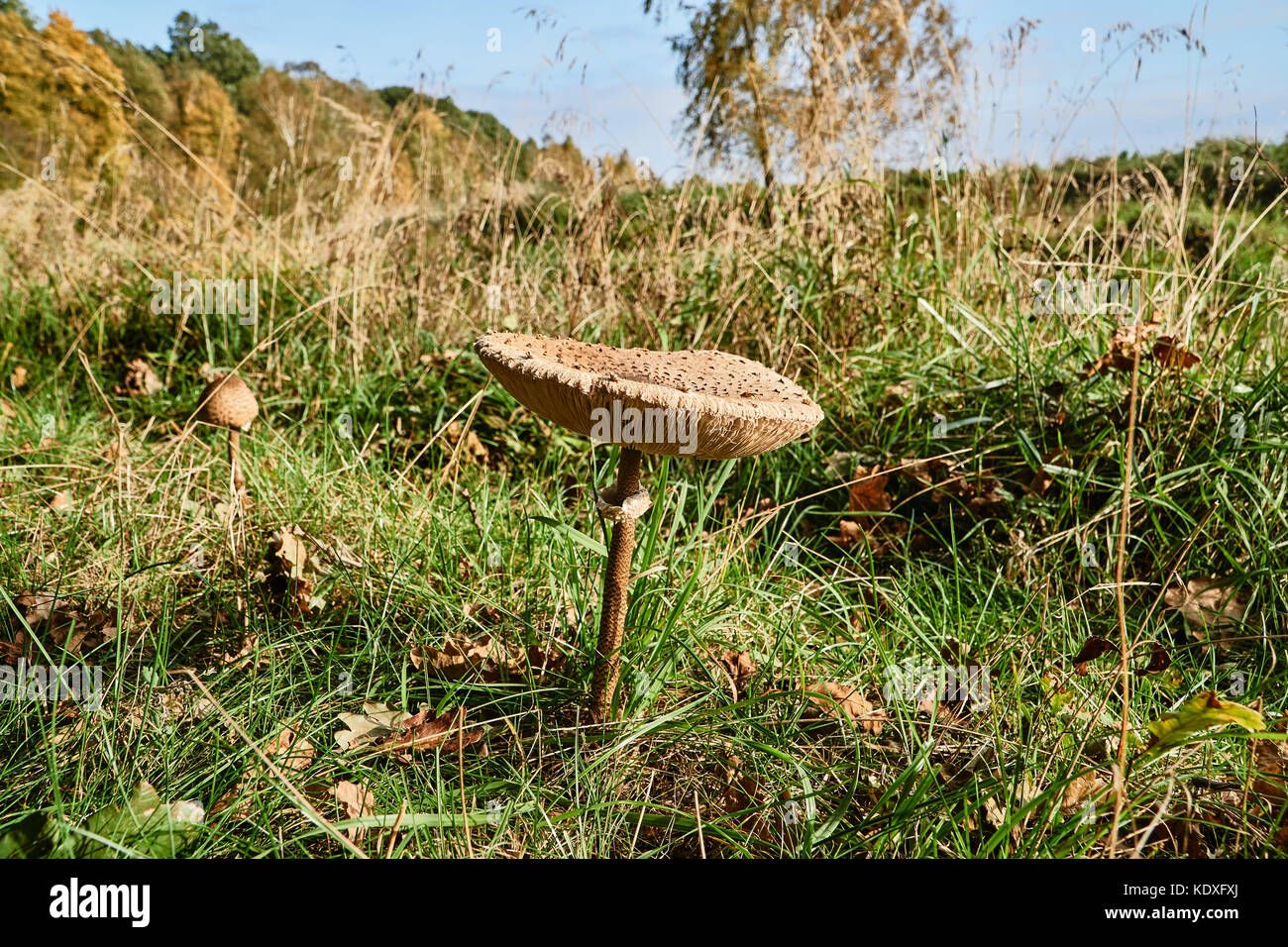 Kite mushroom hi-res stock photography and images - Alamy